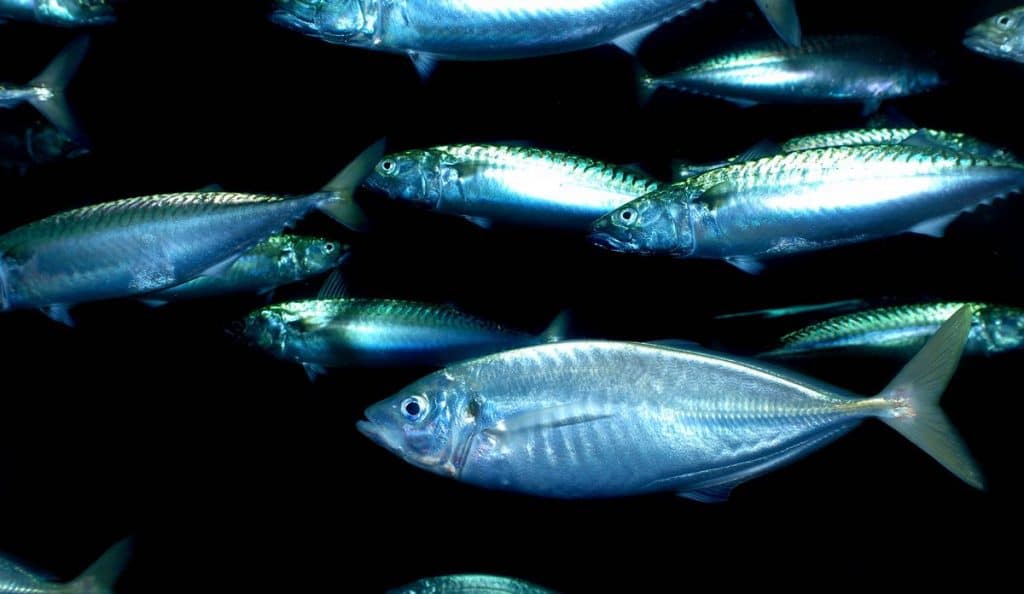 Aburasokomutsu - Escolar (Walu Walu) - Sustainable Sushi