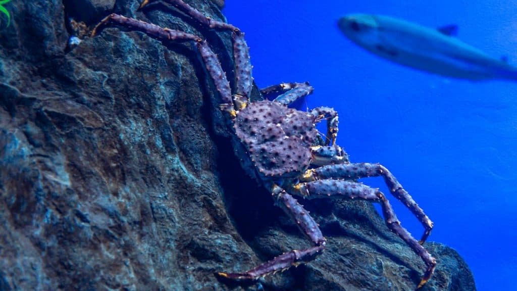 Aburasokomutsu - Escolar (Walu Walu) - Sustainable Sushi