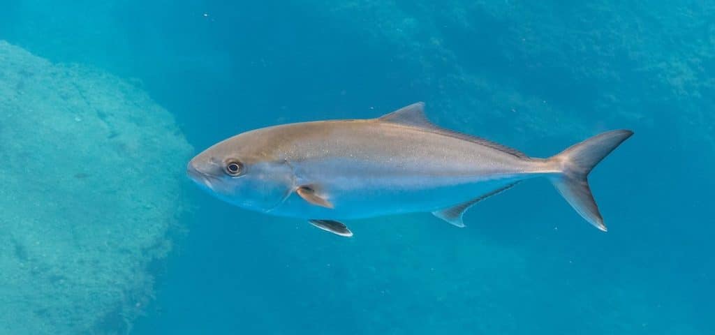 Aburasokomutsu - Escolar (Walu Walu) - Sustainable Sushi