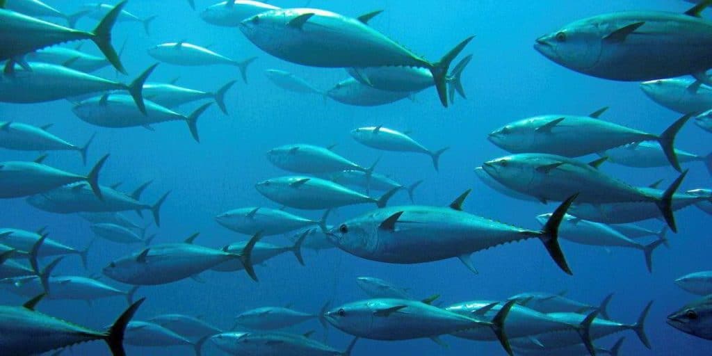 Aburasokomutsu - Escolar (Walu Walu) - Sustainable Sushi