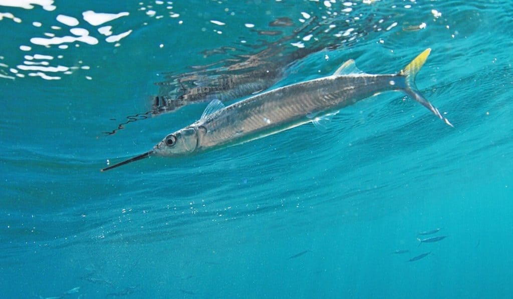 Aburasokomutsu - Escolar (Walu Walu) - Sustainable Sushi