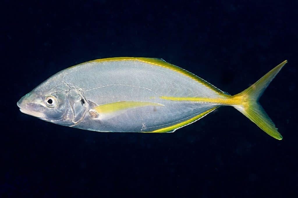 What is Hamachi Sushi? 4 Types of Japanese Amberjack Sushi