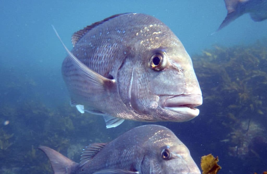 Tai - Snapper (Red Seabream) - Sustainable Sushi