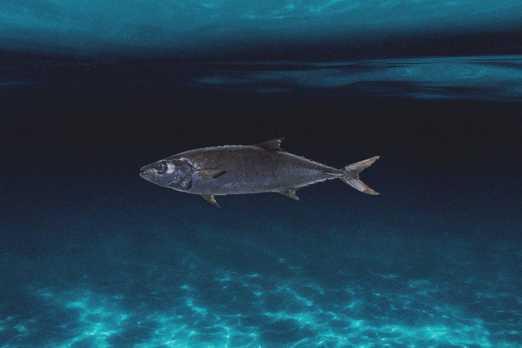 Aburasokomutsu - Escolar (Walu Walu) - Sustainable Sushi