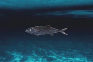 Aburasokomutsu - Escolar (Walu Walu) - Sustainable Sushi