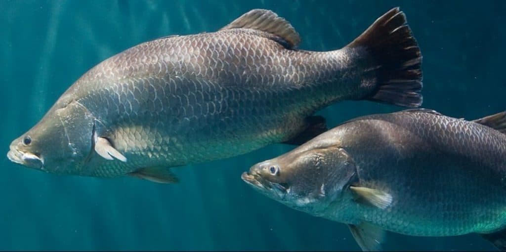 Aburasokomutsu - Escolar (Walu Walu) - Sustainable Sushi