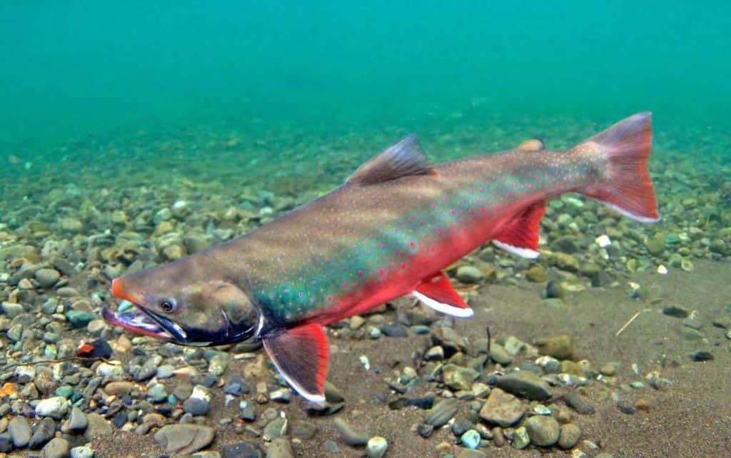 Aburasokomutsu - Escolar (Walu Walu) - Sustainable Sushi