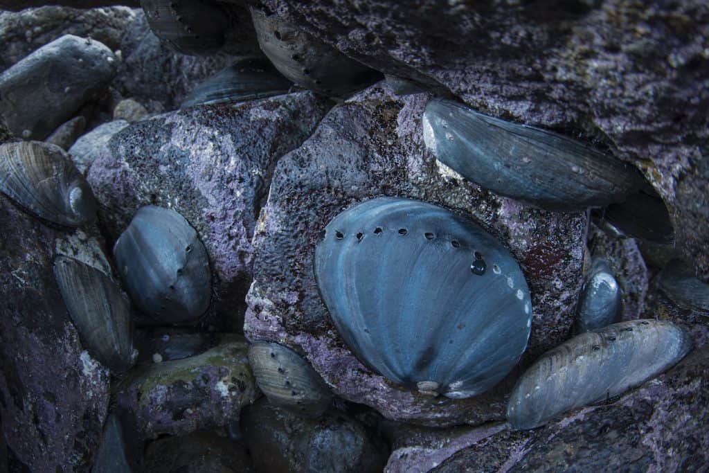 Aburasokomutsu - Escolar (Walu Walu) - Sustainable Sushi