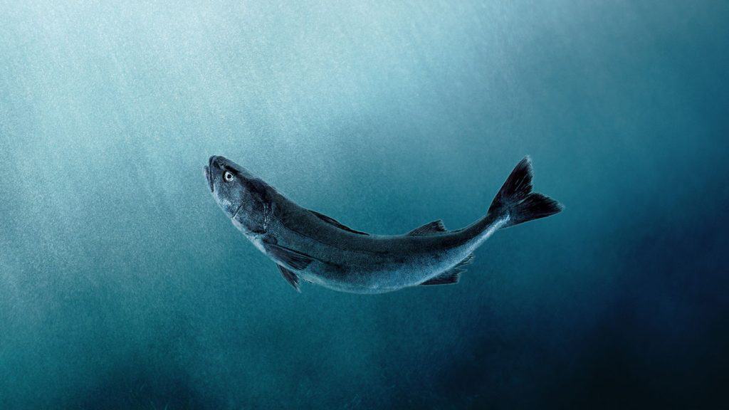 Aburasokomutsu - Escolar (Walu Walu) - Sustainable Sushi