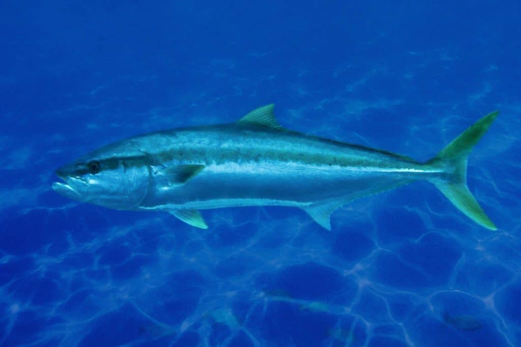 What is Hamachi Sushi? 4 Types of Japanese Amberjack Sushi