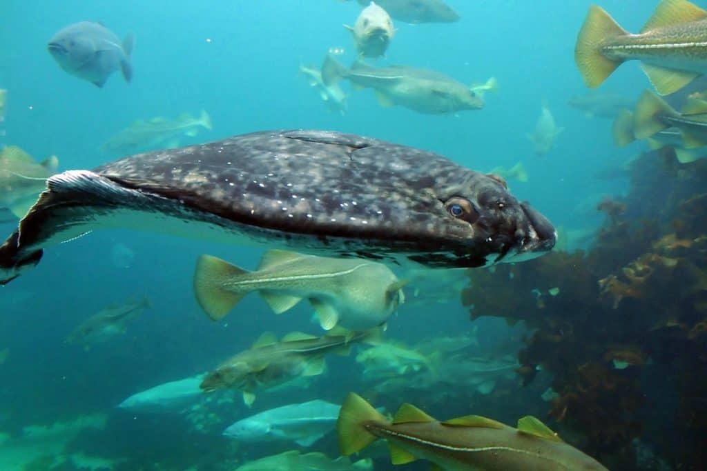 Aburasokomutsu - Escolar (Walu Walu) - Sustainable Sushi