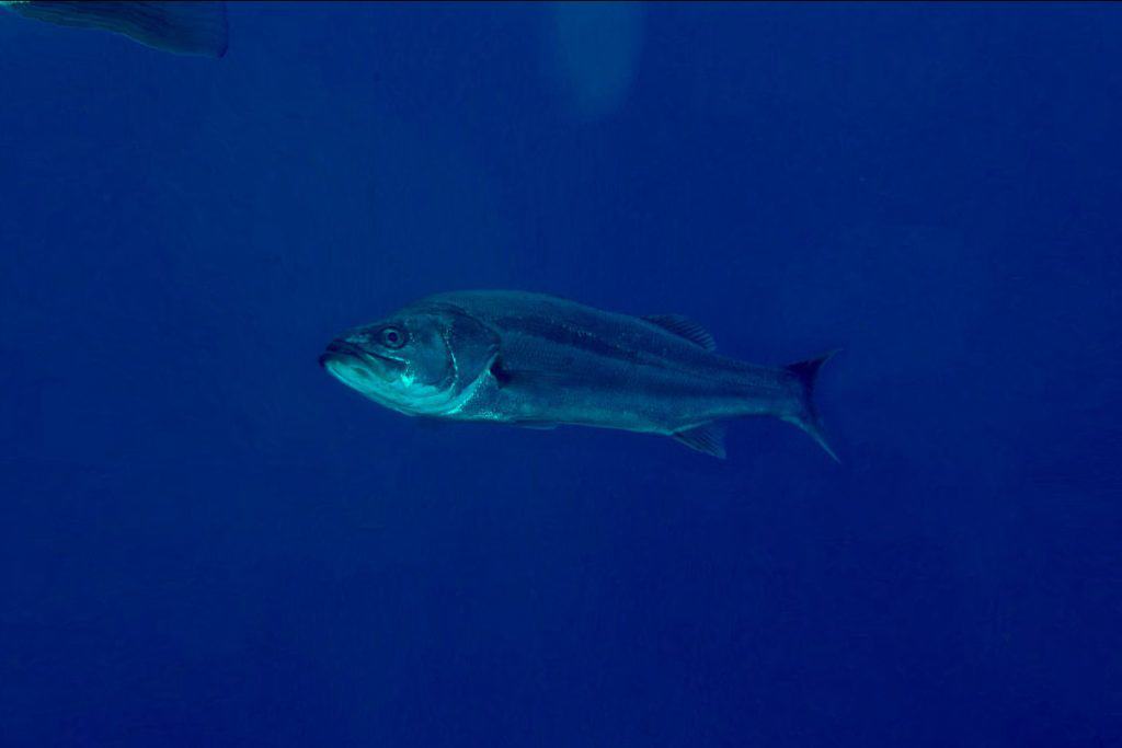 Aburasokomutsu - Escolar (Walu Walu) - Sustainable Sushi