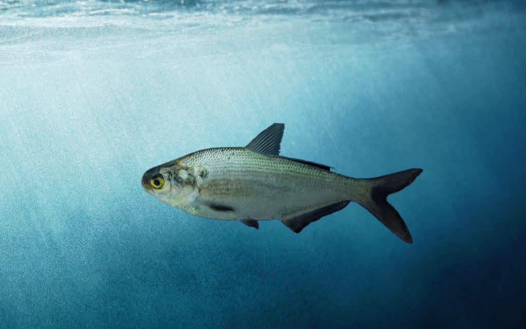 What is Kohada Sushi? 4 Types of Gizzard Shad Sushi Fish